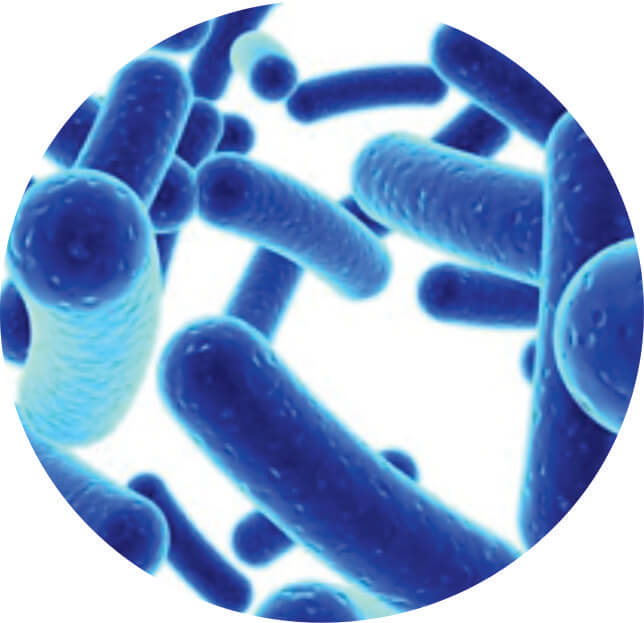 Encapsulated Probiotics - Bifidobacterium Thermophilum | Lactobacillus ...