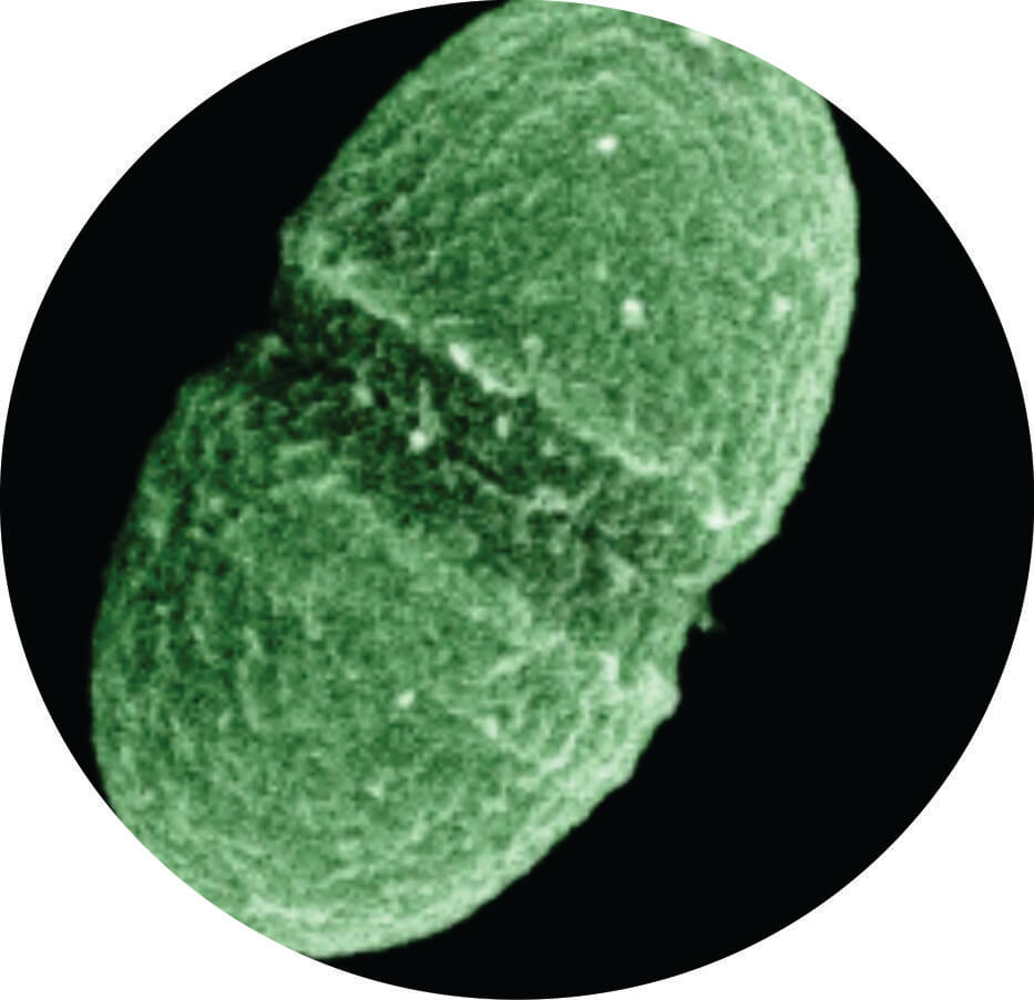 Encapsulated Probiotics - Bifidobacterium Thermophilum | Lactobacillus ...